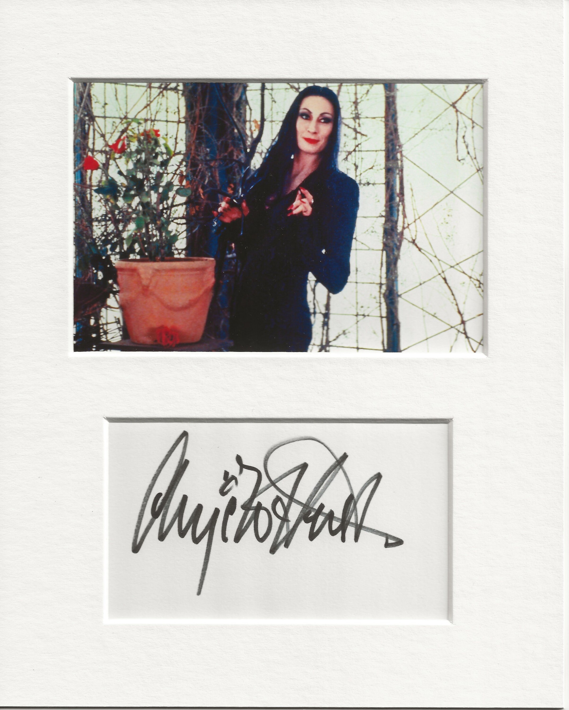 Anjelica Huston the Addams Family Signed Genuine Authentic - Etsy