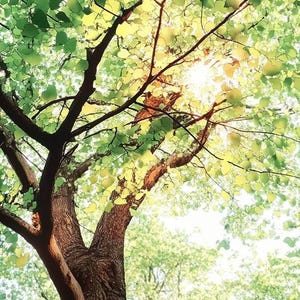 Sunlit Tree Branch Privacy Window Film: Static Cling Decorative Glass ...