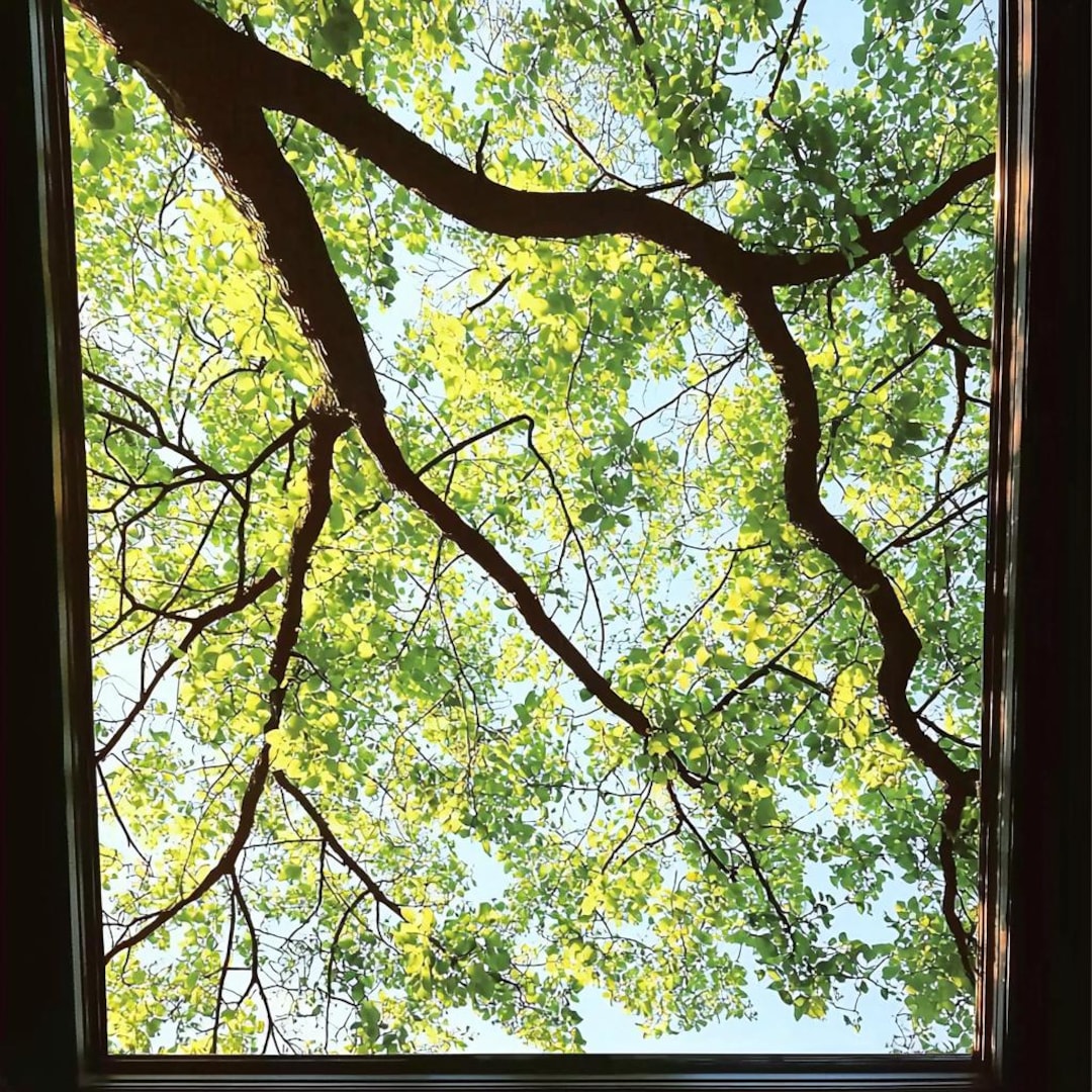 Natural Canopy Window Film - Green Leaf Design for Ceiling or Glass ...