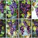Custom Grape Stained Glass Window Film | Privacy Decorative Vineyard ...