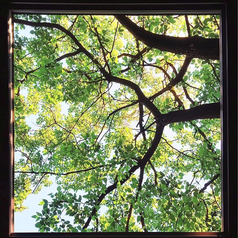 Natural Canopy Window Film - Green Leaf Design for Ceiling or Glass ...