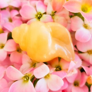 Yellow Calcite Conch Shell, Natural Gemstone Seashell, Yellow Crystal ...