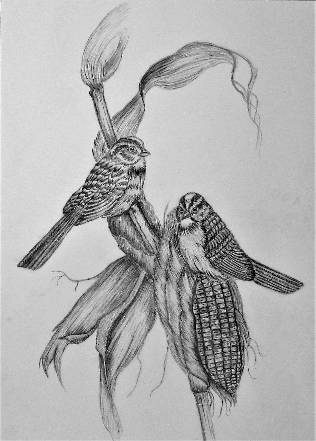 Graphite Pencil Drawing birds at Rest - Etsy