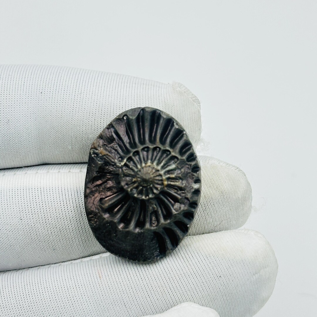 Pyritized Ammonite Fossil A One Quality 100% Natural Ammonite Shell ...