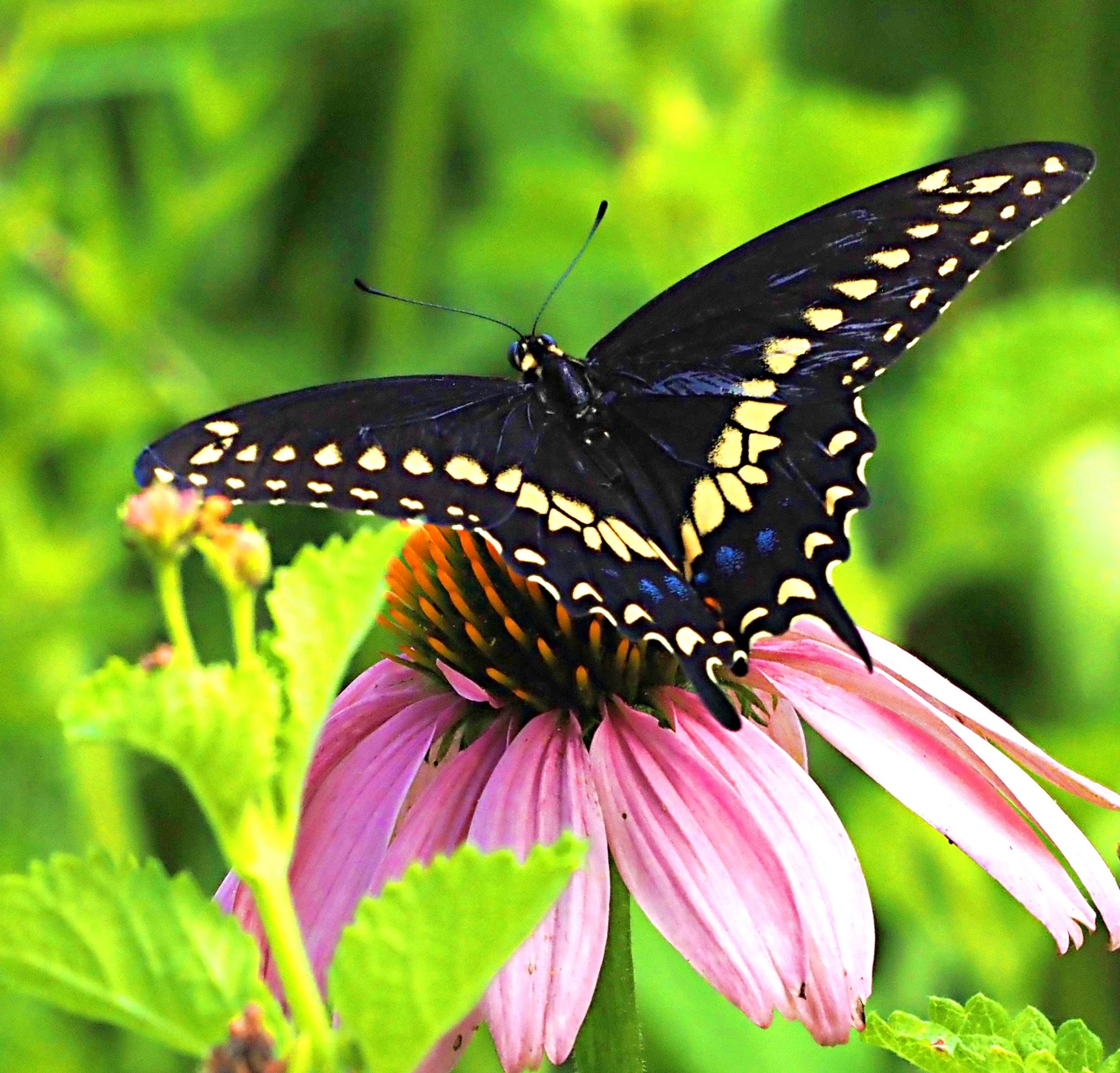 A Beautiful Butterfly. - Etsy