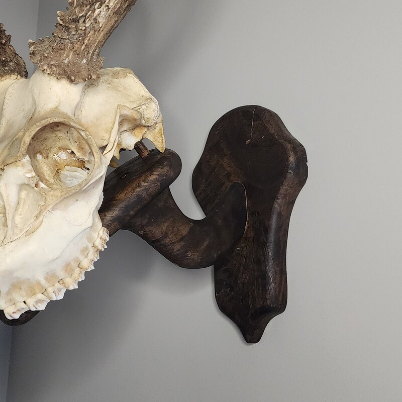 Skull Mount - Etsy