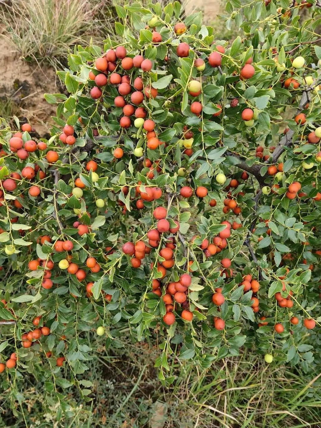 1 Sour Jujube Tree（酸枣，seeding Jujube ）2+years Old - Etsy