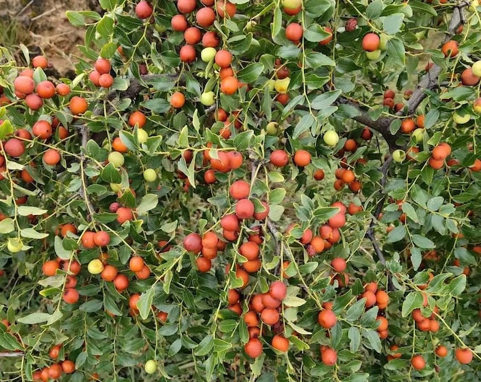 1 Sour Jujube Tree（酸枣，seeding Jujube ）2+years Old - Etsy
