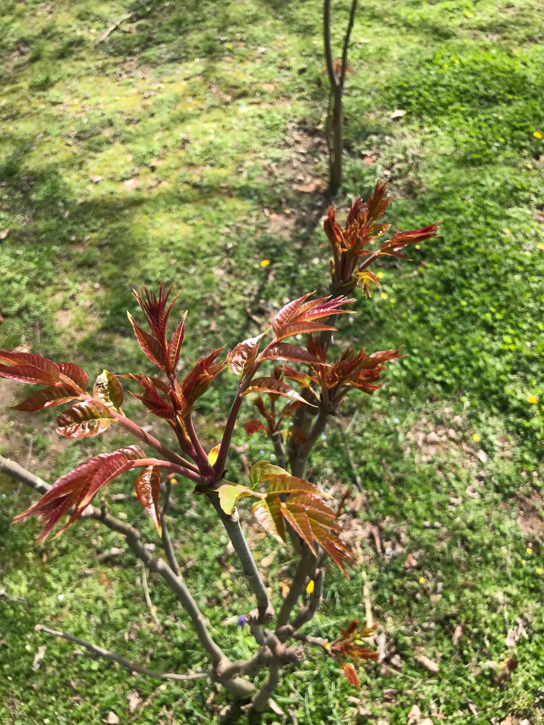 1 Chinese Toon Tree，toona Sinensis（香椿）3+ Years Old, 30 Inch Tall. - Etsy