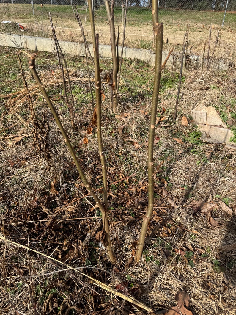 1 Chinese Toon Tree，toona Sinensis（香椿）3+ Years Old, 30 Inch Tall. - Etsy