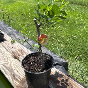 1 Honey Jar Jujube Tree， 10-20in Tall - Etsy