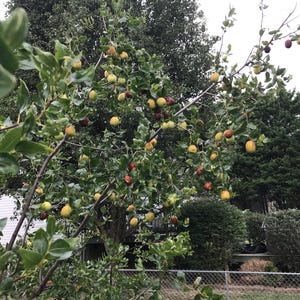 1 Li Jujube Tree，10-20in Tall， - Etsy