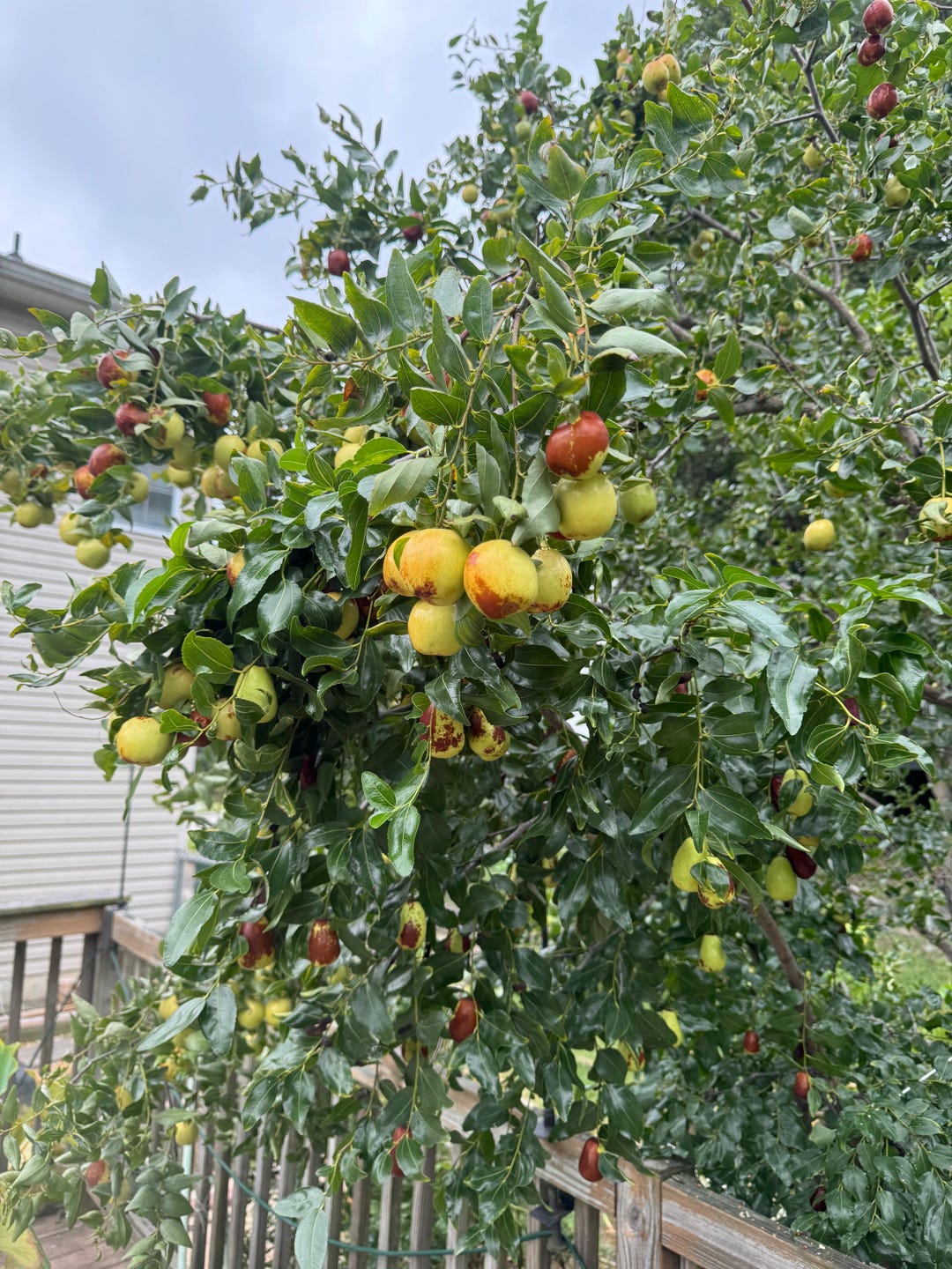 1 Shanxi Li Jujube Tree，3-4ft Tall， - Etsy
