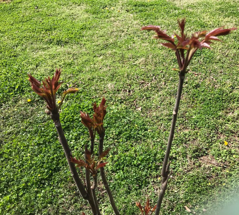 1 Chinese Toon Tree，toona Sinensis（香椿）。2 +years Old, 20-24 Inch Tall ...