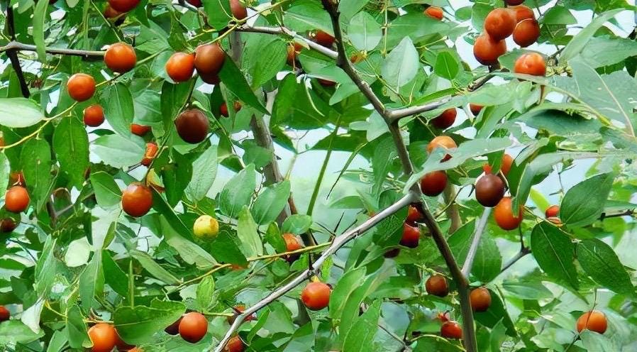 1 Sour Jujube Tree（酸枣，seeding Jujube ）2+years Old - Etsy