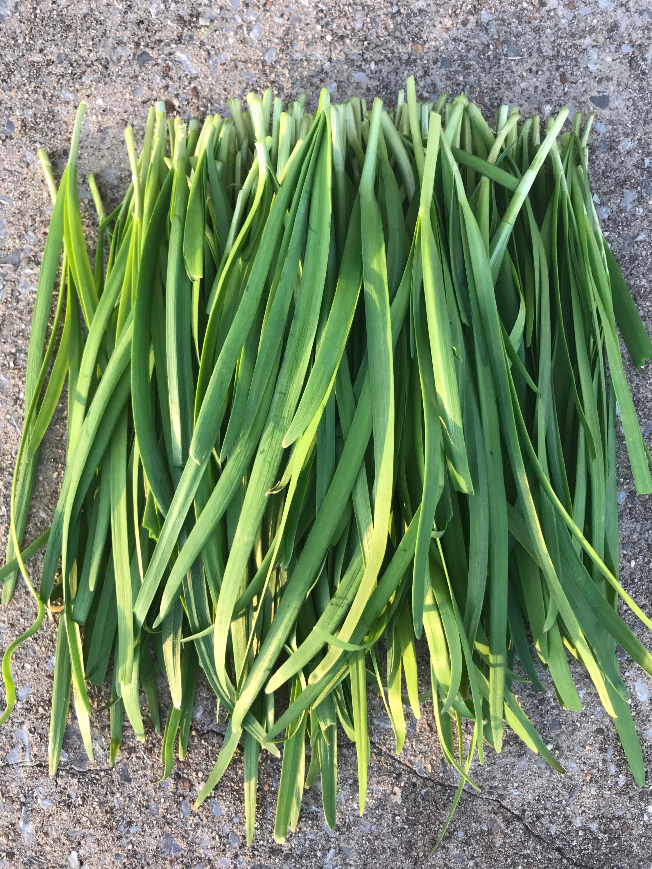 60 Chinesechives Bareroots韭菜根 - Etsy
