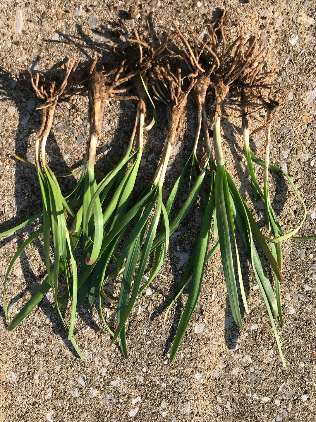 60 Chinesechives Bareroots韭菜根 - Etsy