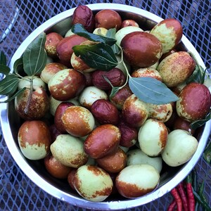 1 Li Jujube Tree，10-20in Tall， - Etsy