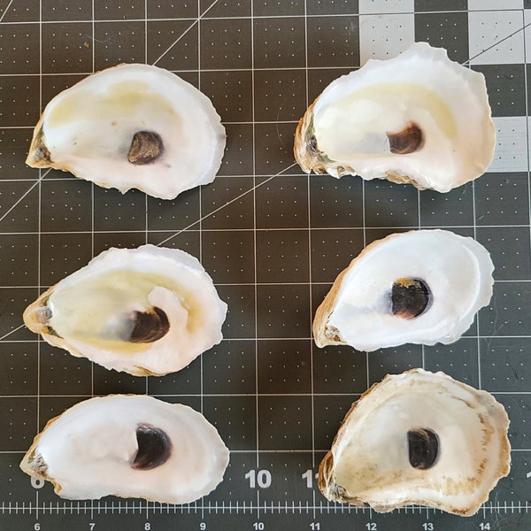 Oyster Shells - Etsy