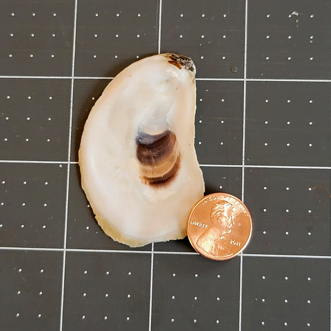 50 SMALL FLAT Oyster Shell Lids Average 2 to 2.5 - Etsy