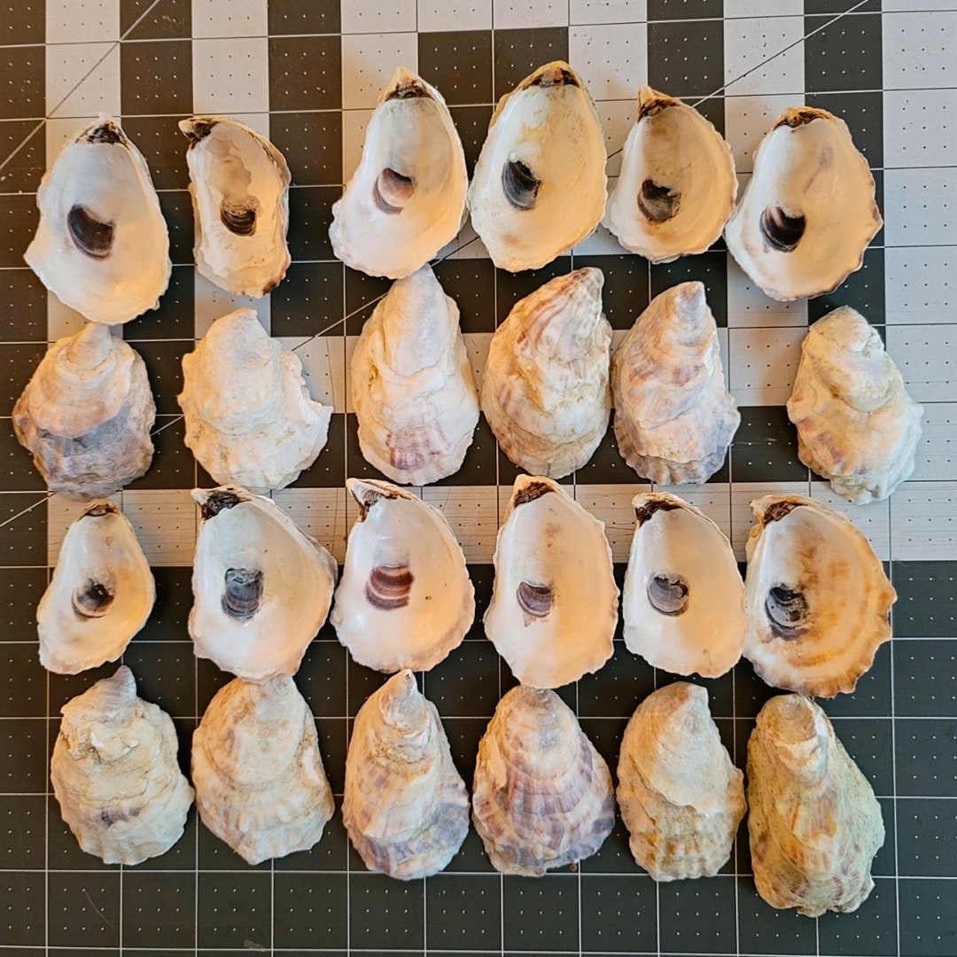 50 SMALL CUPPED Oyster Cups 2 to 2.5 in Length - Etsy