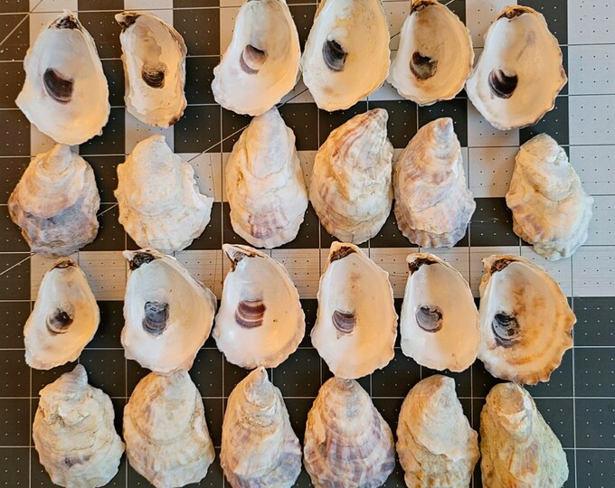 100 SMALL CUPPED Oyster Shell Cups 2 to 2 1/2 in Length, Wedding Place ...