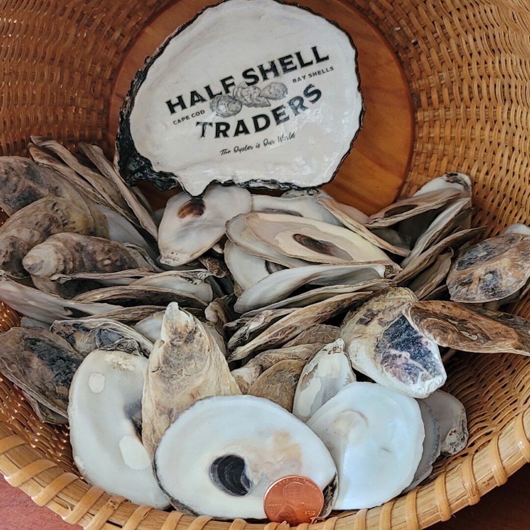 100 SMALL FLAT Oyster Shell Lids, Average 2" to 2.5" Length, Cape Cod ...
