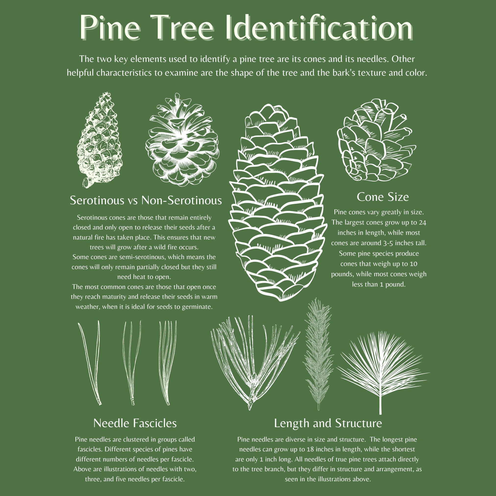 Pine Tree Identification Tree Identification Guide Pine Tree Worksheet