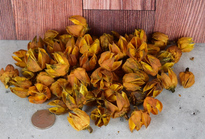 Hibiscus Pods multiple Color Variations, Unscented Botanicals for ...