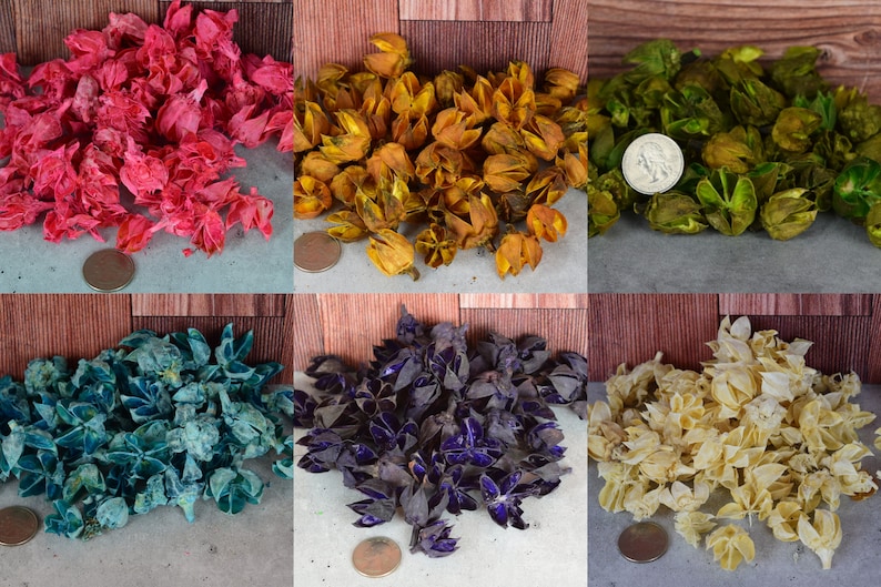 Hibiscus Pods (multiple Color Variations), Unscented Botanicals for ...