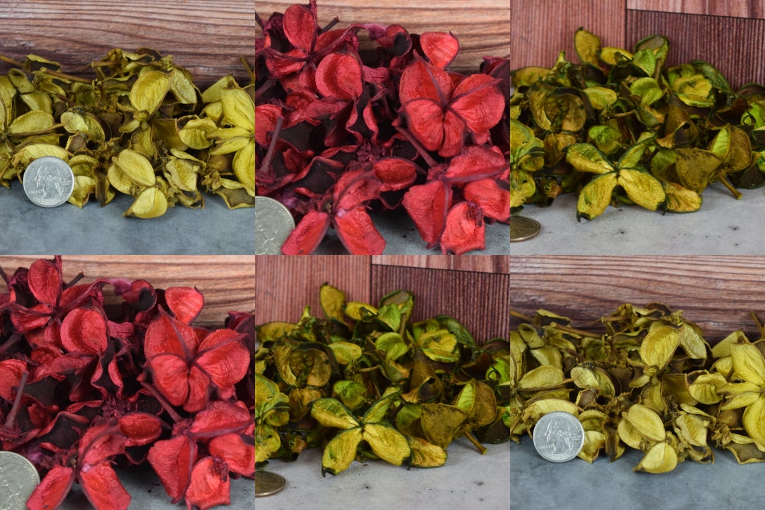 Cotton Pods (multiple Color Variations), Unscented Botanicals for ...