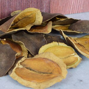 Jacaranda Pods natural, Unscented Botanicals for Potpourri or Bowl ...