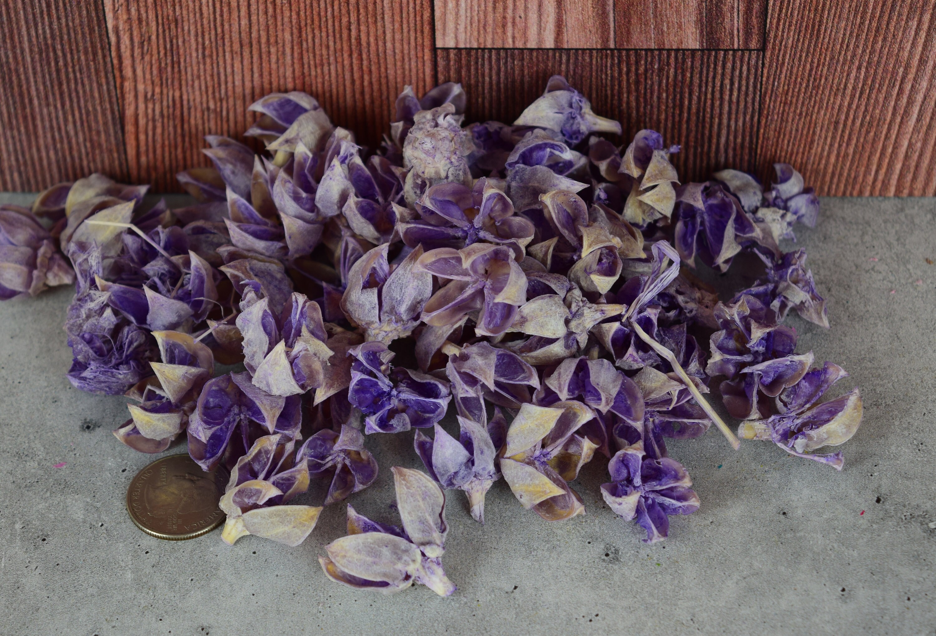 Hibiscus Pods multiple Color Variations Unscented - Etsy