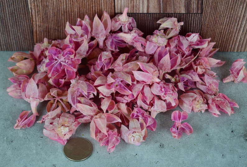 Hibiscus Pods multiple Color Variations, Unscented Botanicals for ...