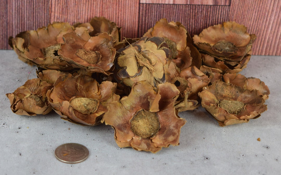 Coco Flowers (natural), Unscented Botanicals for Potpourri or Bowl ...