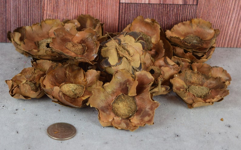 Coco Flowers (natural), Unscented Botanicals for Potpourri or Bowl ...