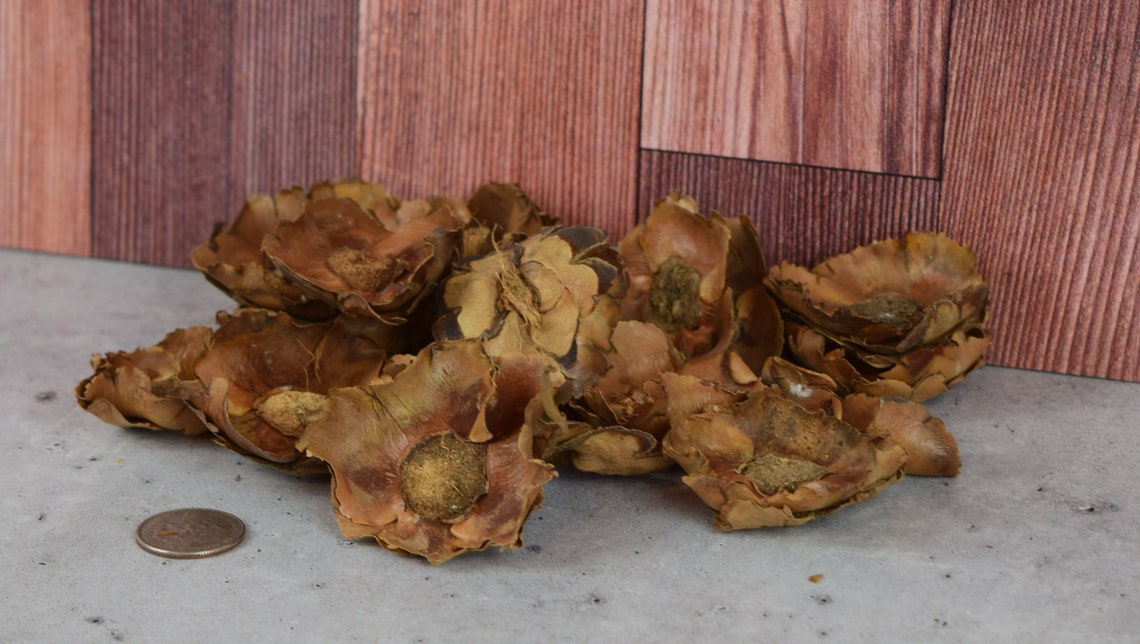 Coco Flowers (natural), Unscented Botanicals for Potpourri or Bowl ...