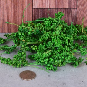 Milo Berries (multiple Colors) Unscented Botanicals for Potpourri or ...