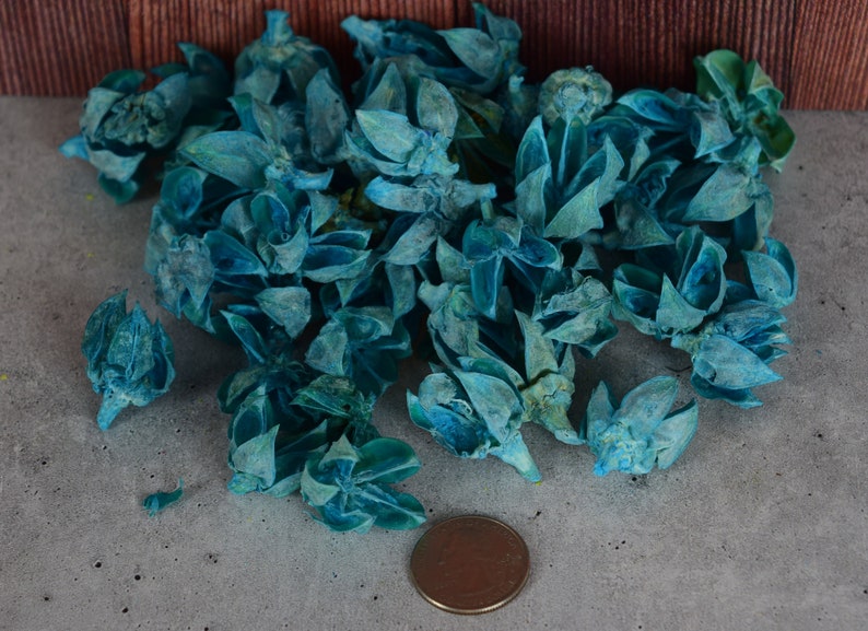 Hibiscus Pods multiple Color Variations, Unscented Botanicals for ...