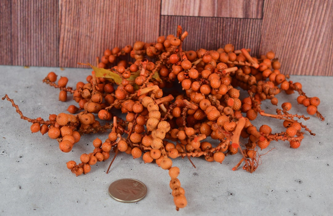 Canella Berries (pumpkin), Unscented Botanicals for Potpourri or Bowl ...