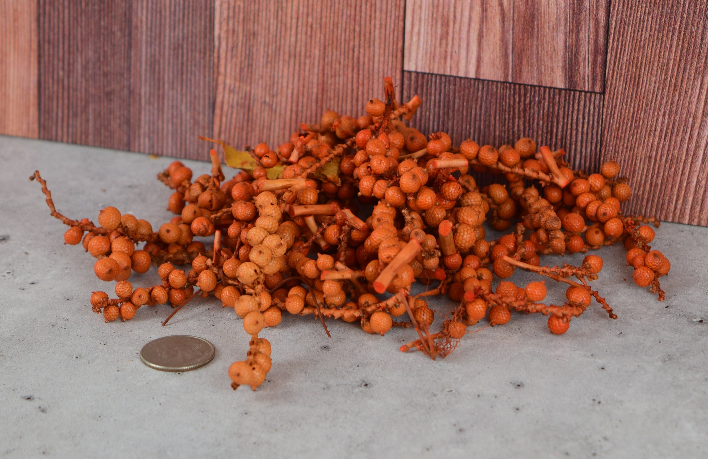 Canella Berries (pumpkin), Unscented Botanicals for Potpourri or Bowl ...