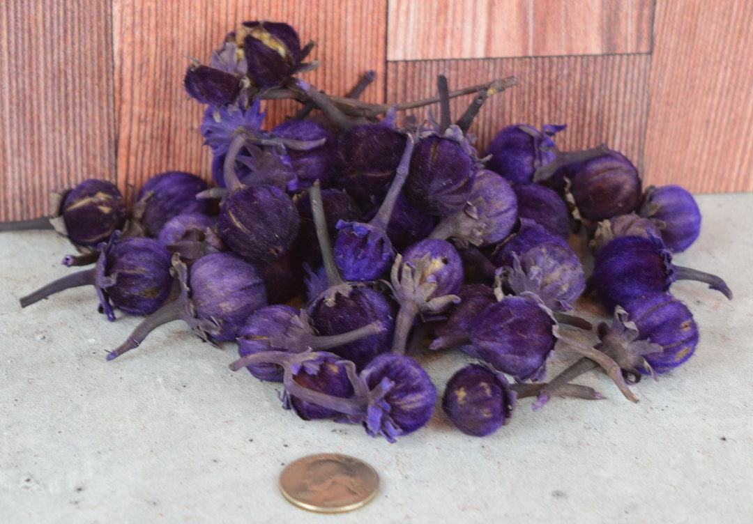 Cat Eye Pods (lavender), Unscented Botanicals for Potpourri or Bowl ...