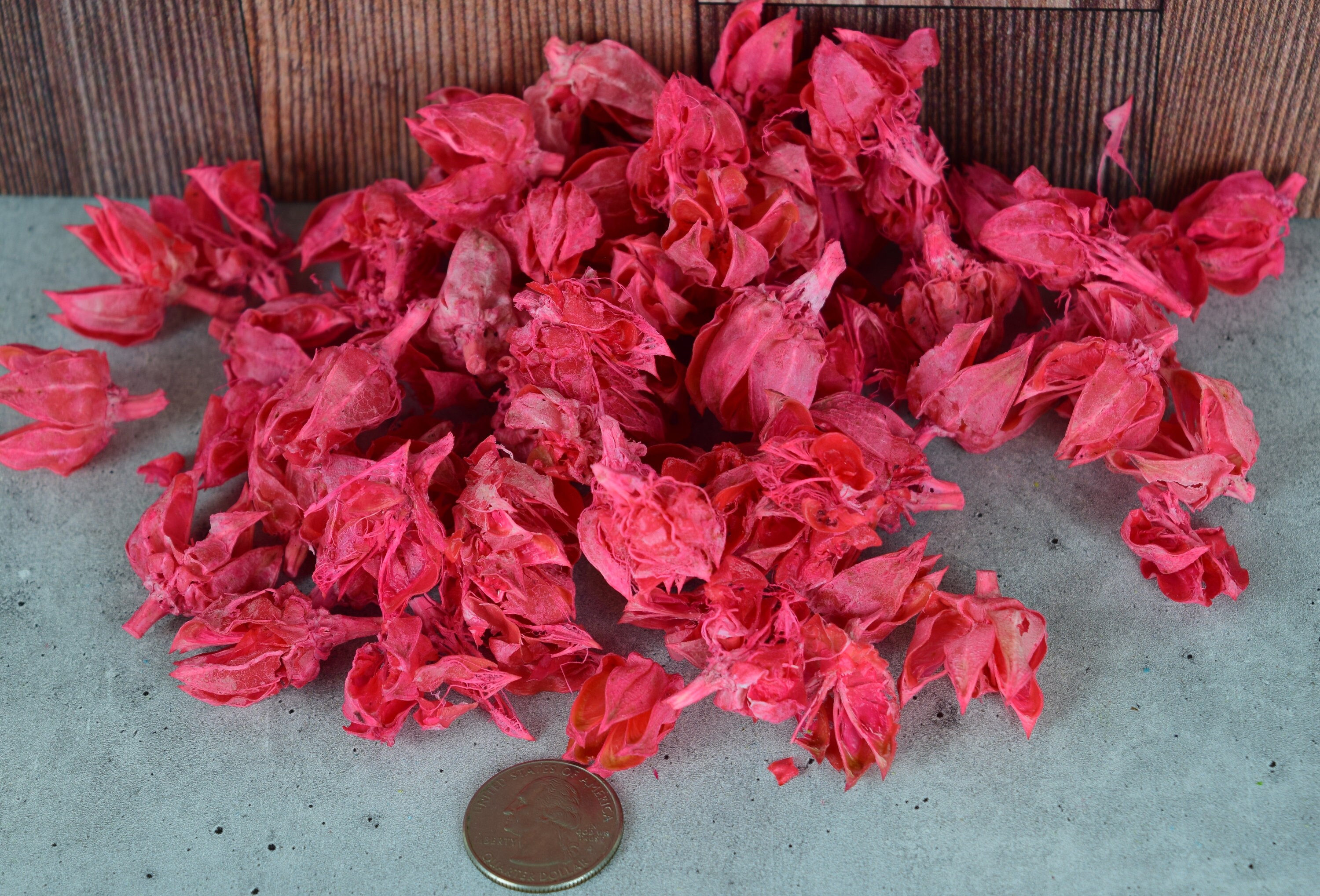 Hibiscus Pods multiple Color Variations Unscented - Etsy