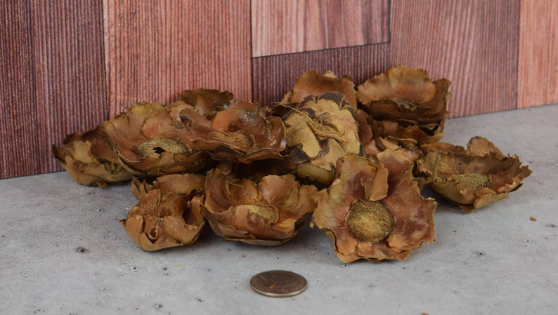 Coco Flowers (natural), Unscented Botanicals for Potpourri or Bowl ...