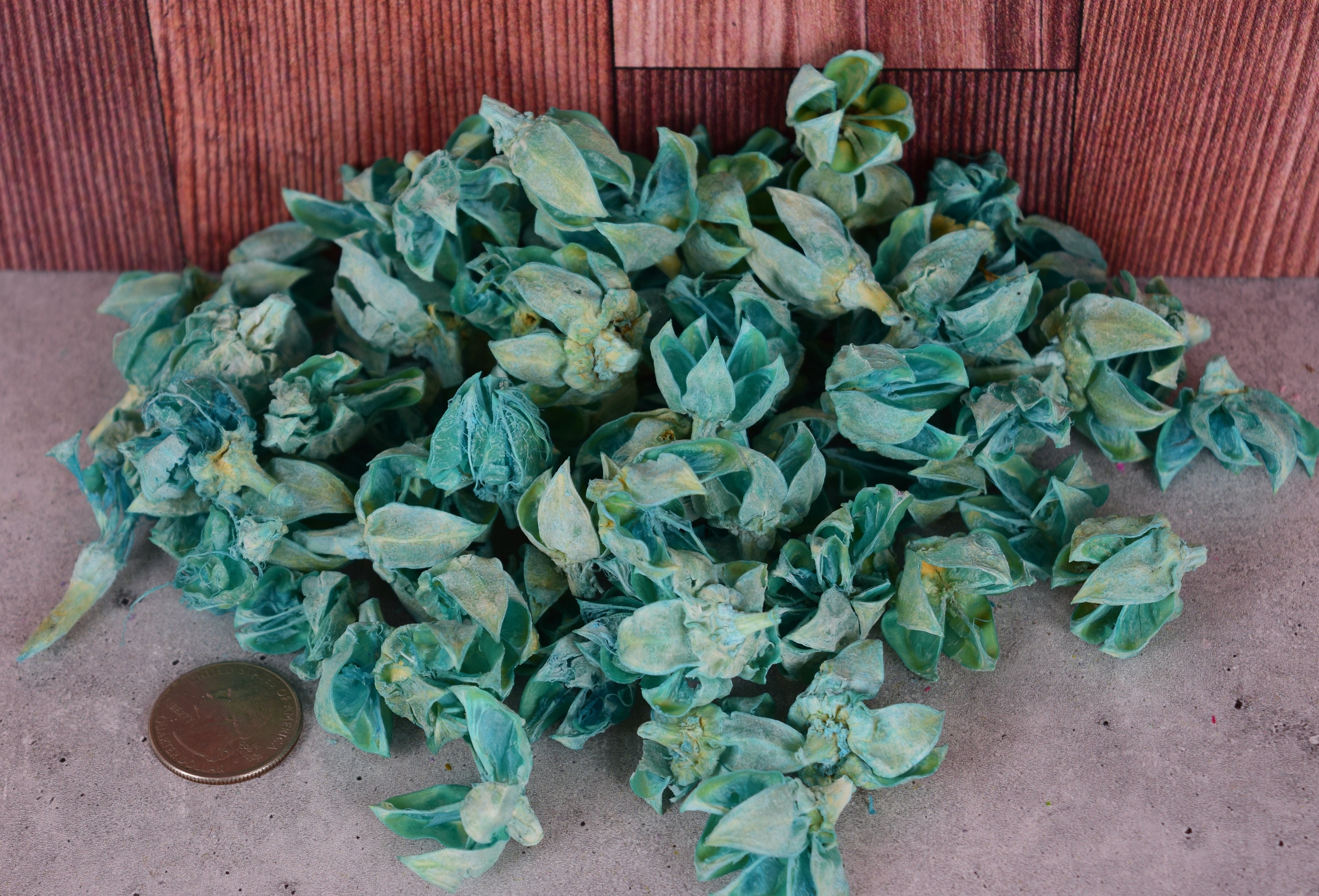 Hibiscus Pods multiple Color Variations Unscented - Etsy