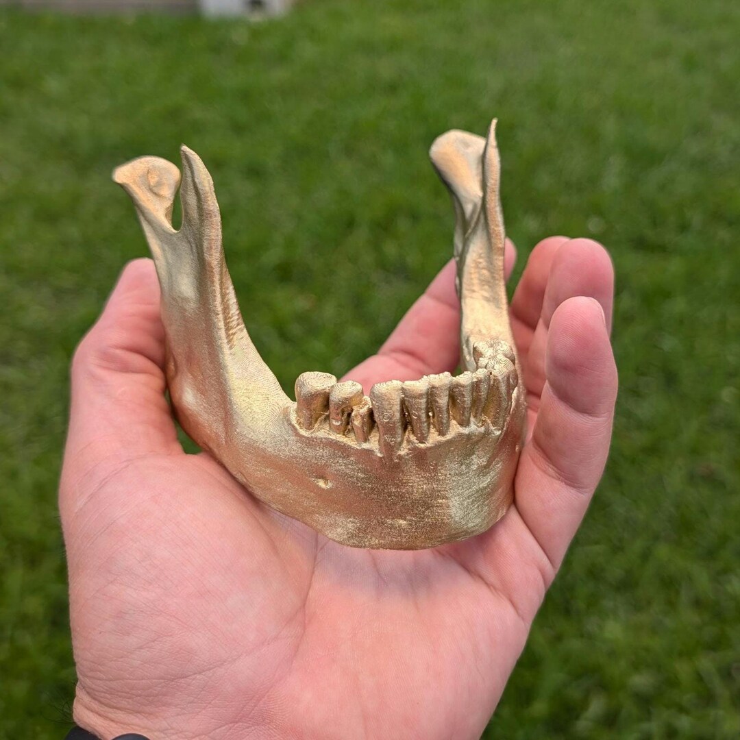 Human Mandible Skull Stand 3D for Phone Tablet Kindle Cake Topper - Etsy