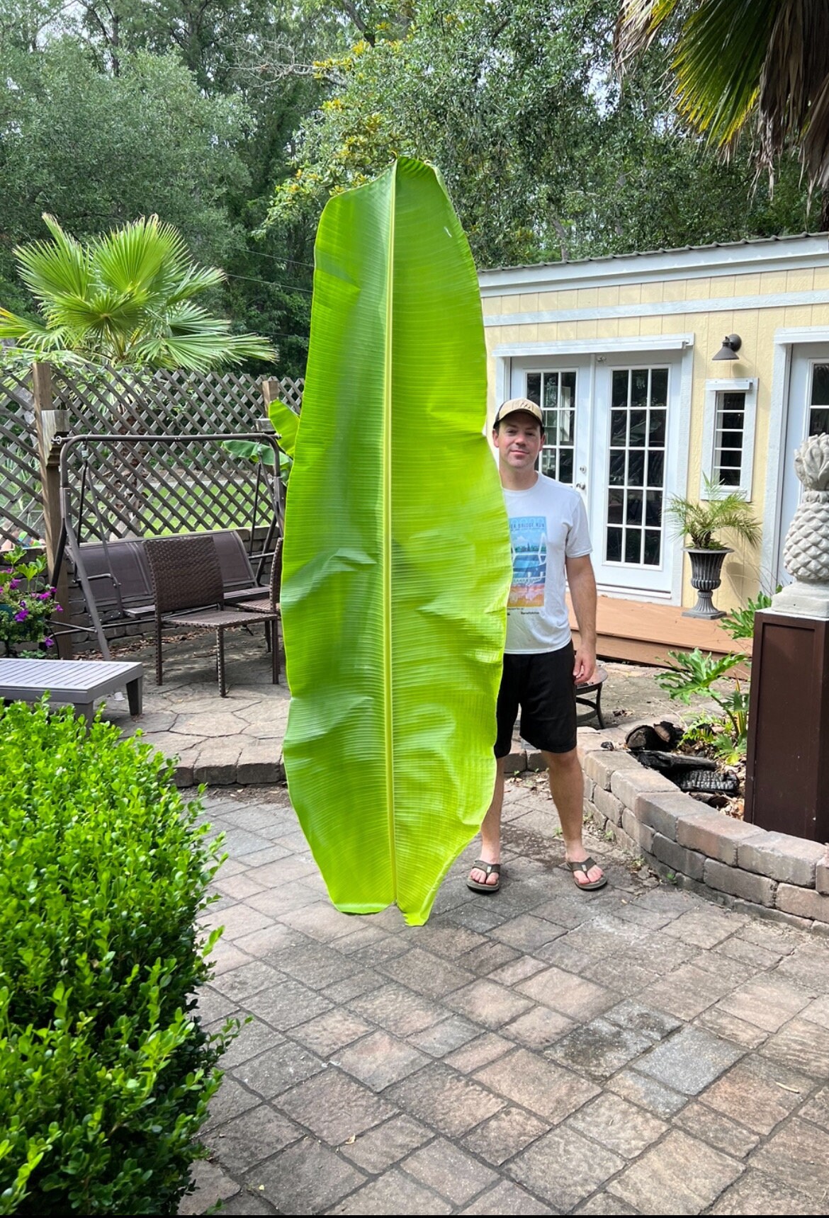 Musa Saba Banana Pup - 1-2ft - Etsy