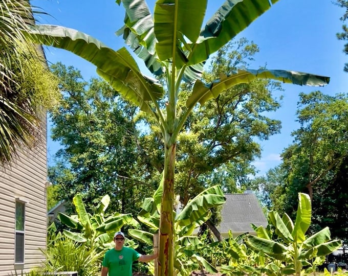 Musa Saba Banana Pup - 1-2ft - Etsy