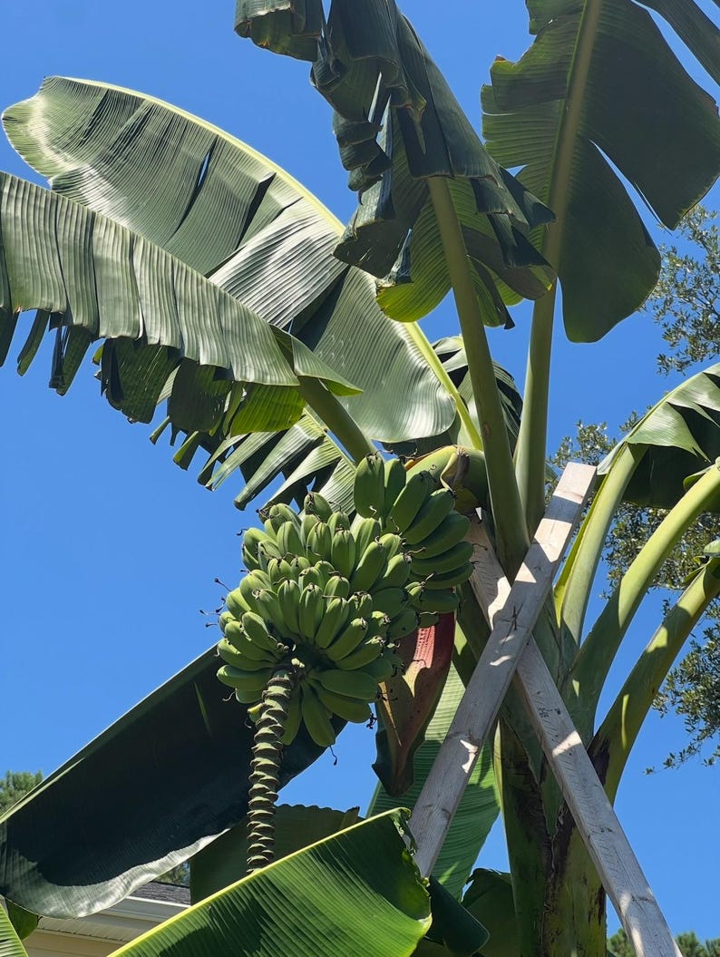 Musa Saba Banana Pup - 1-2ft - Etsy