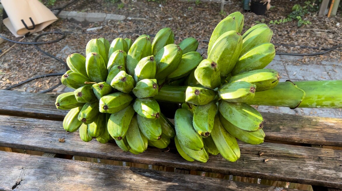 Musa Saba Banana Pup - 1-2ft - Etsy
